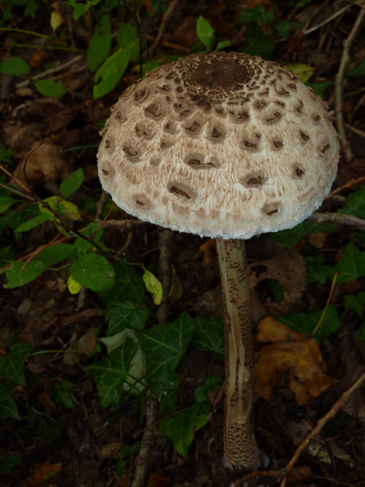 Rahras: Rusper - The Plough