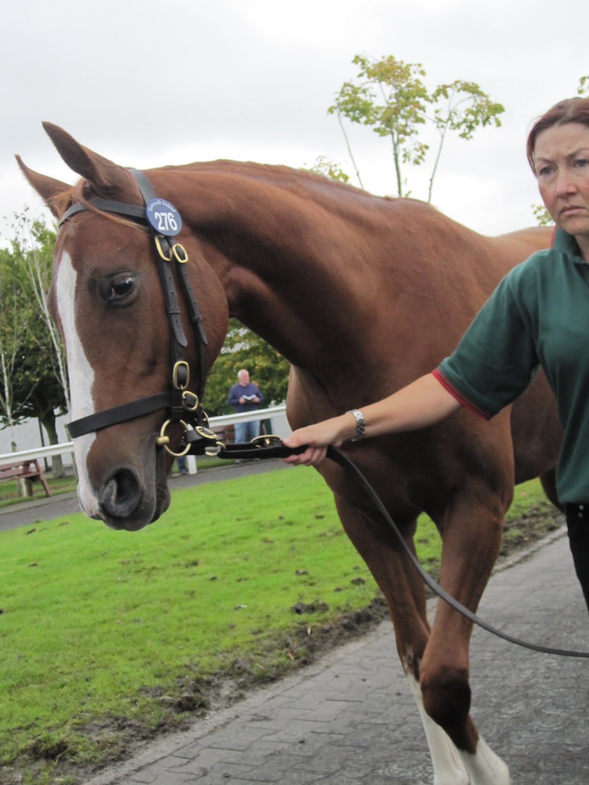 Martul C.B.: La MARTUL se trae 3 potros a España,os cuelgo Fotos y ...