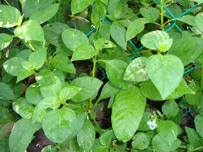 ARNAB SK: makanan arnab