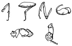 Introduccion a la entomologia: Antenas y patas de los insectos