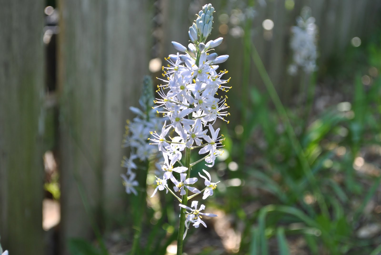 Ramble On Rose: Wildflower Wednesday--Wild Hyacinth