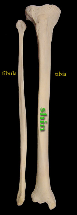 Tibia and fibula surgery - teremob