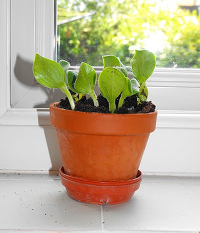 Fidgety Fingers: SPROUTING FROM YOUR PUMPKIN SEEDS : EATING PUMPKIN ...
