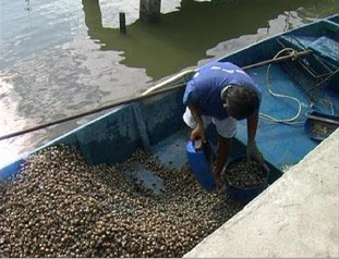 KAKI PANCING: Cockle Culture Way
