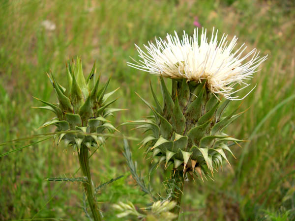 Antonio Gamoneda. Biblioteca Pública: El cardo blanco