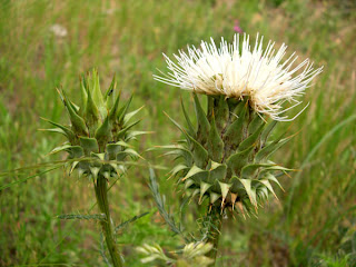 Antonio Gamoneda. Biblioteca Pública: El cardo blanco