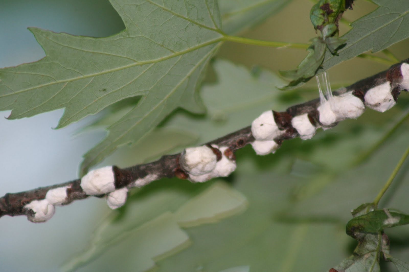 - The Bunnies' Buffet: August 2010