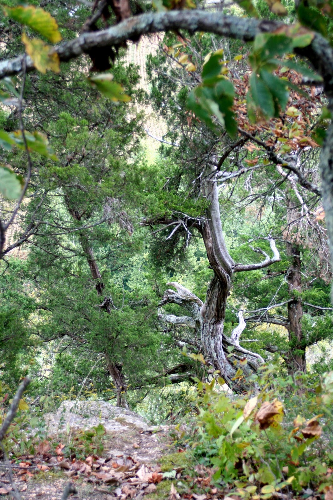 - The Bunnies' Buffet: Road Trip! ...Ramblings from Kentucky...