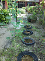 PERTANIAN KHB HILIR PERAK