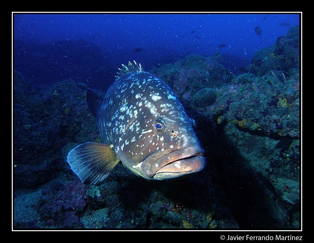 Xavier Ferrando: Archivo de fotos