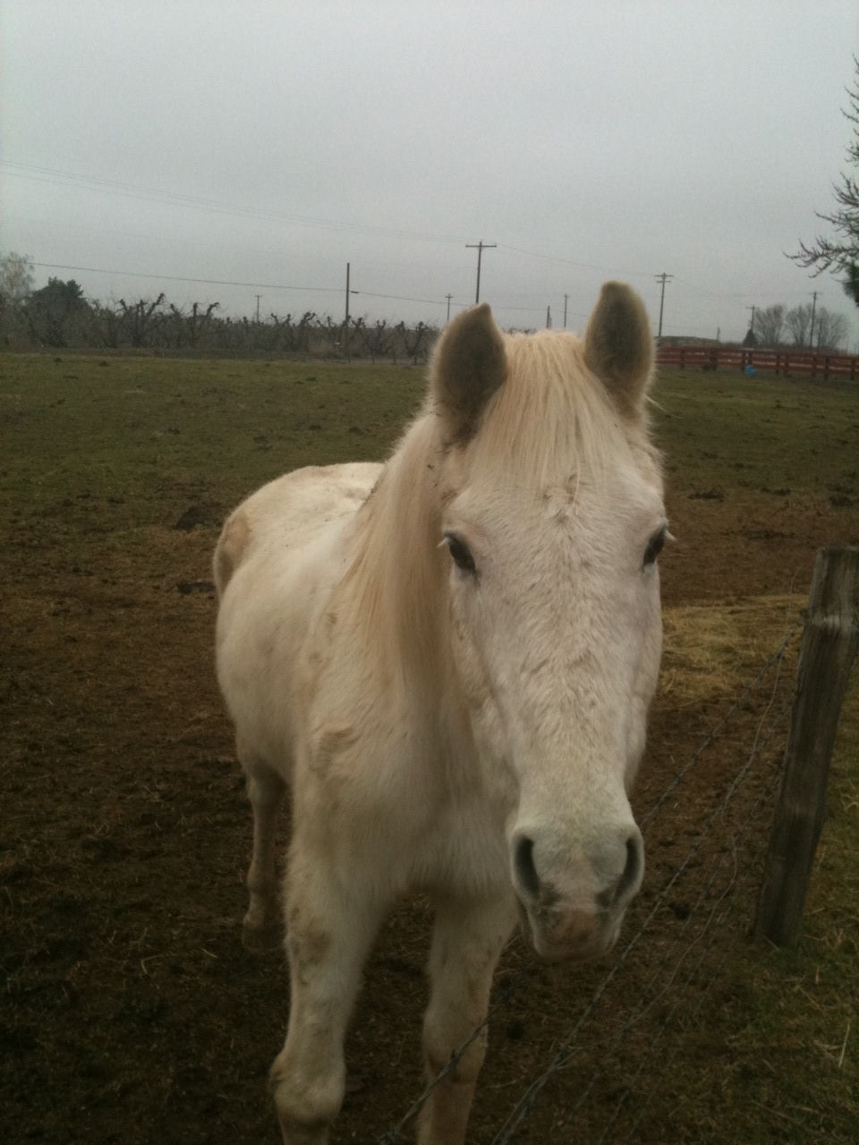 The Journeys of Cactus Jack Splash and Friends: Grumpy Old Horse Ranch News