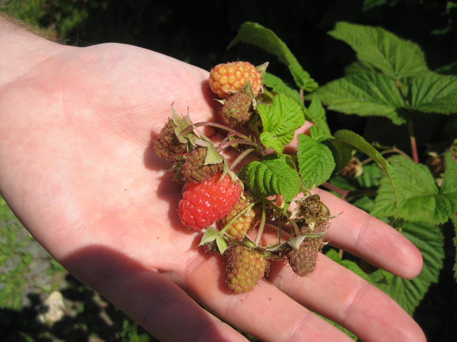 Have You Ever Picked A Carrot?: Have You Ever Picked A Raspberry?