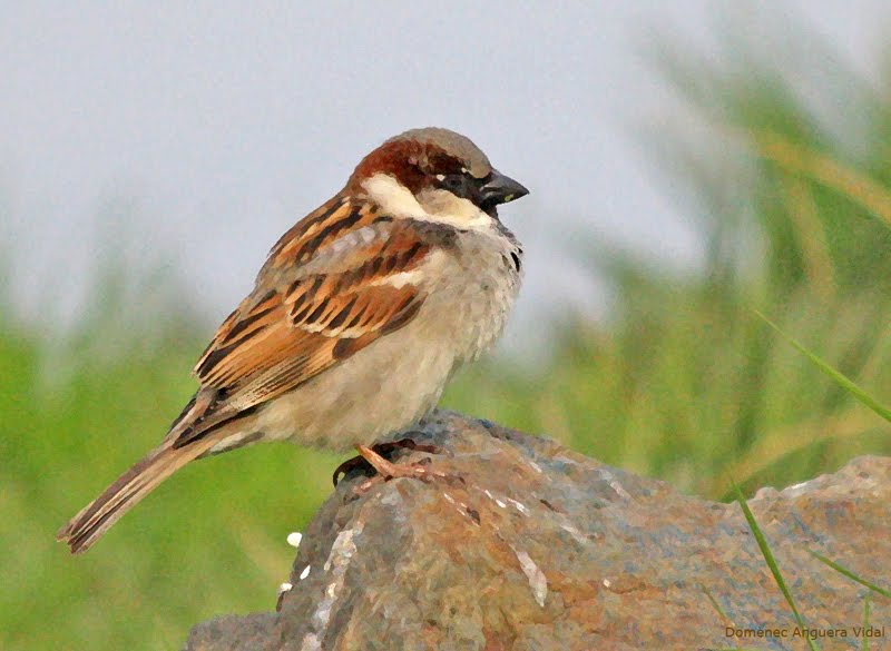 QUADERN DE CAMP: PARDAL COMÚ (Passer domesticus)