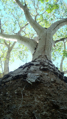 Costa Rica Invest: Guanacaste Tree - The National Tree of Costa Rica