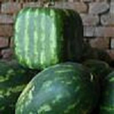 FILIGRANA E DINTORNI: L'anguria quadrata