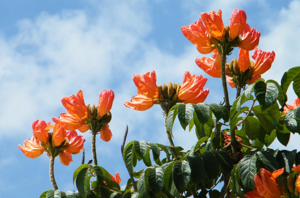 Blog do Ramon Lamar: Pelas ruas da cidade... (2)