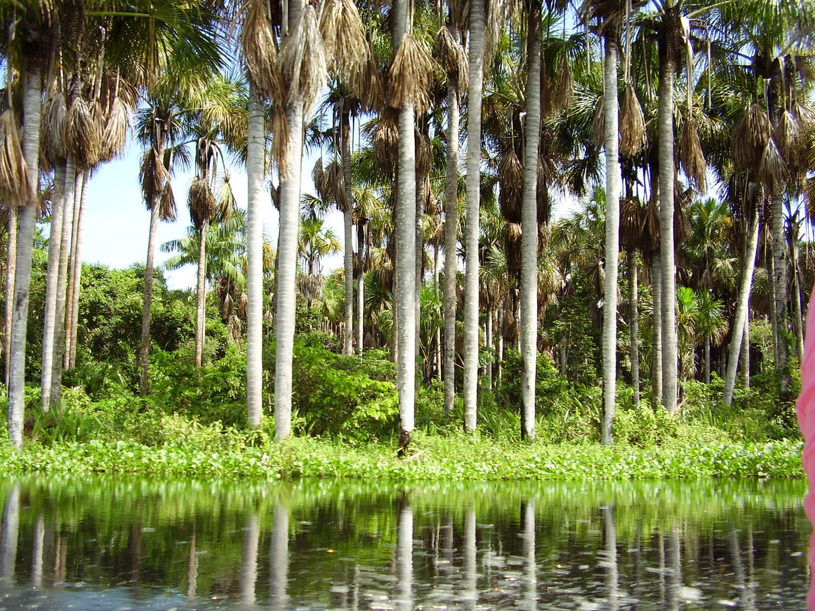 the road less traveled... in venezuela: quick trip to the rainforest
