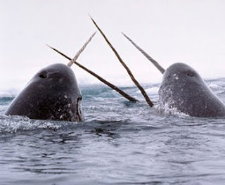 Narval - Biologia, eu quero uma pra viver