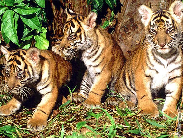 Leonardo DiCaprio pour le WWF Save Tigers Now - MaxiTendance