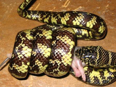 KING SNAKE BRAZIL: Alimentando sua King Snake
