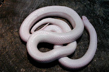 KING SNAKE BRAZIL