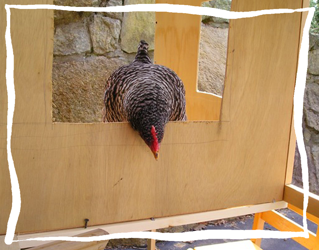 Scratch and Peck: PIGEON THE CHICKEN