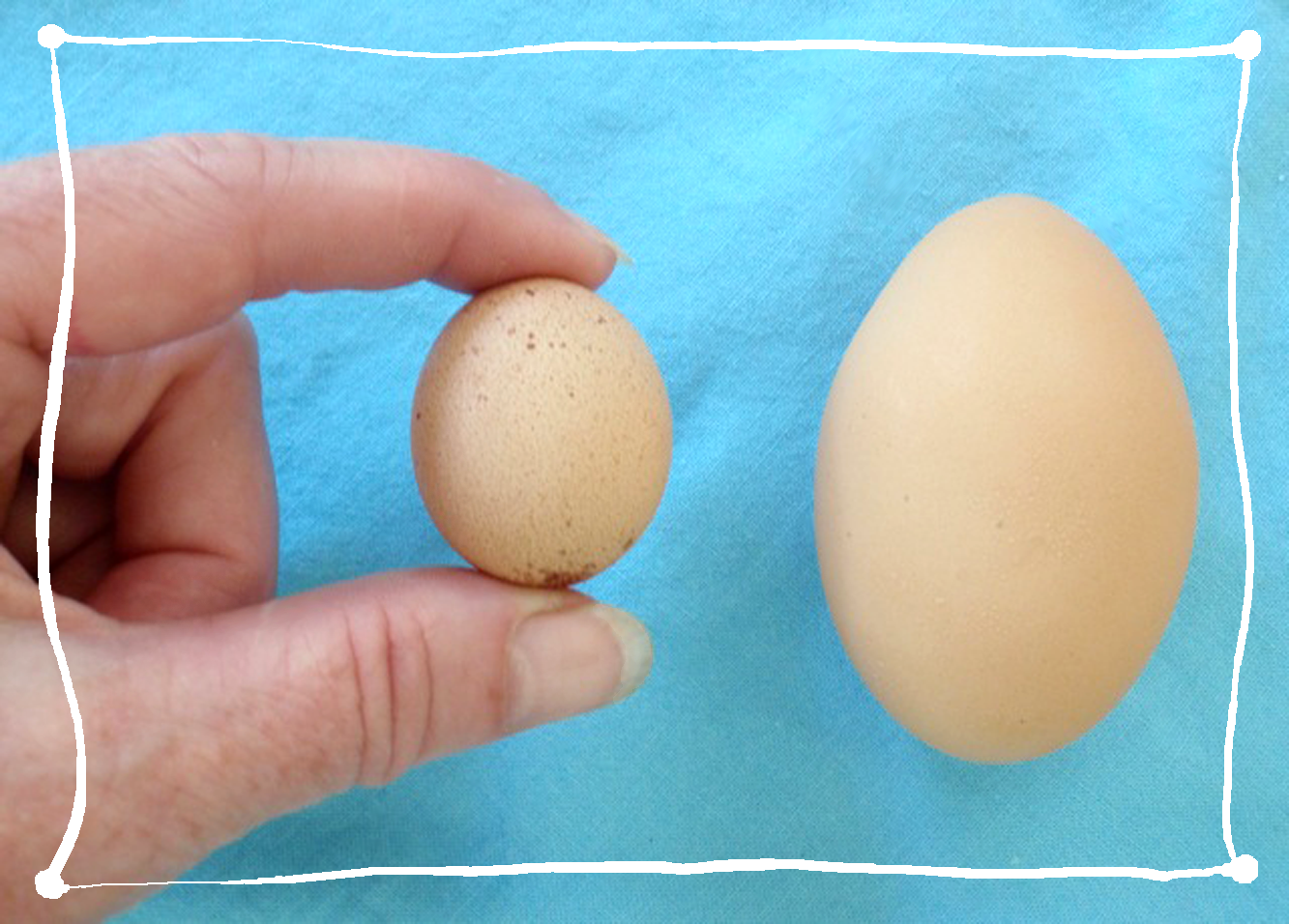 Scratch and Peck: Critters