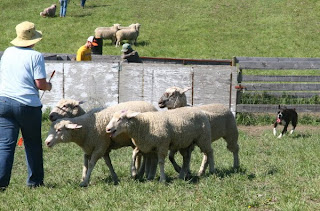 Tienlung Boxers - Herding 101