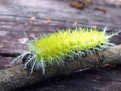 WONOSOBO KEMEKELEN: ULER SERIT