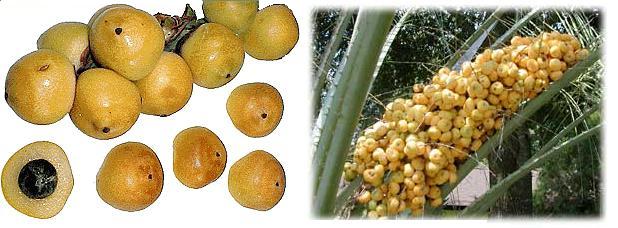 Blog da Província de Capão Raso: [Riquezas Naturais] Butiá, o ouro ...