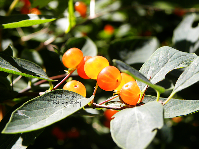 Blind Sight Photography: A Little Peek of... Orange?