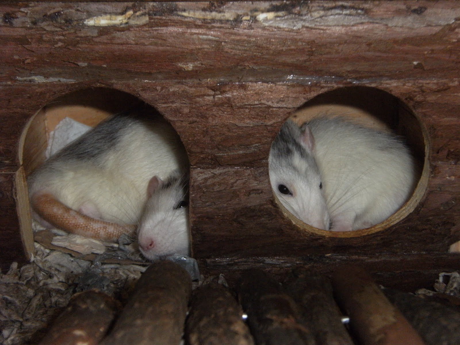 Mortimer and Wheeler: Arrrgh... a two headed, two butted rat!