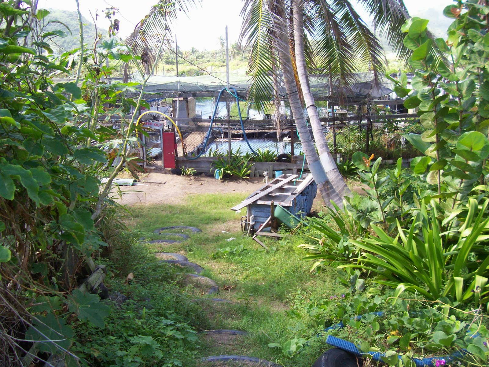 Lara in St Kitts: Snapper Fish Farm