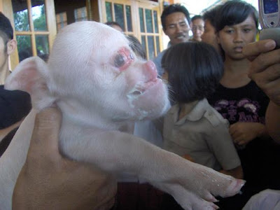 thelittlenewsroom: Piglet Born With A Human-Like Head