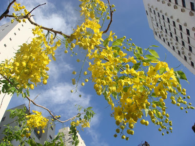 Natureza...lindaaaaaaaa!!: A flor amarela...