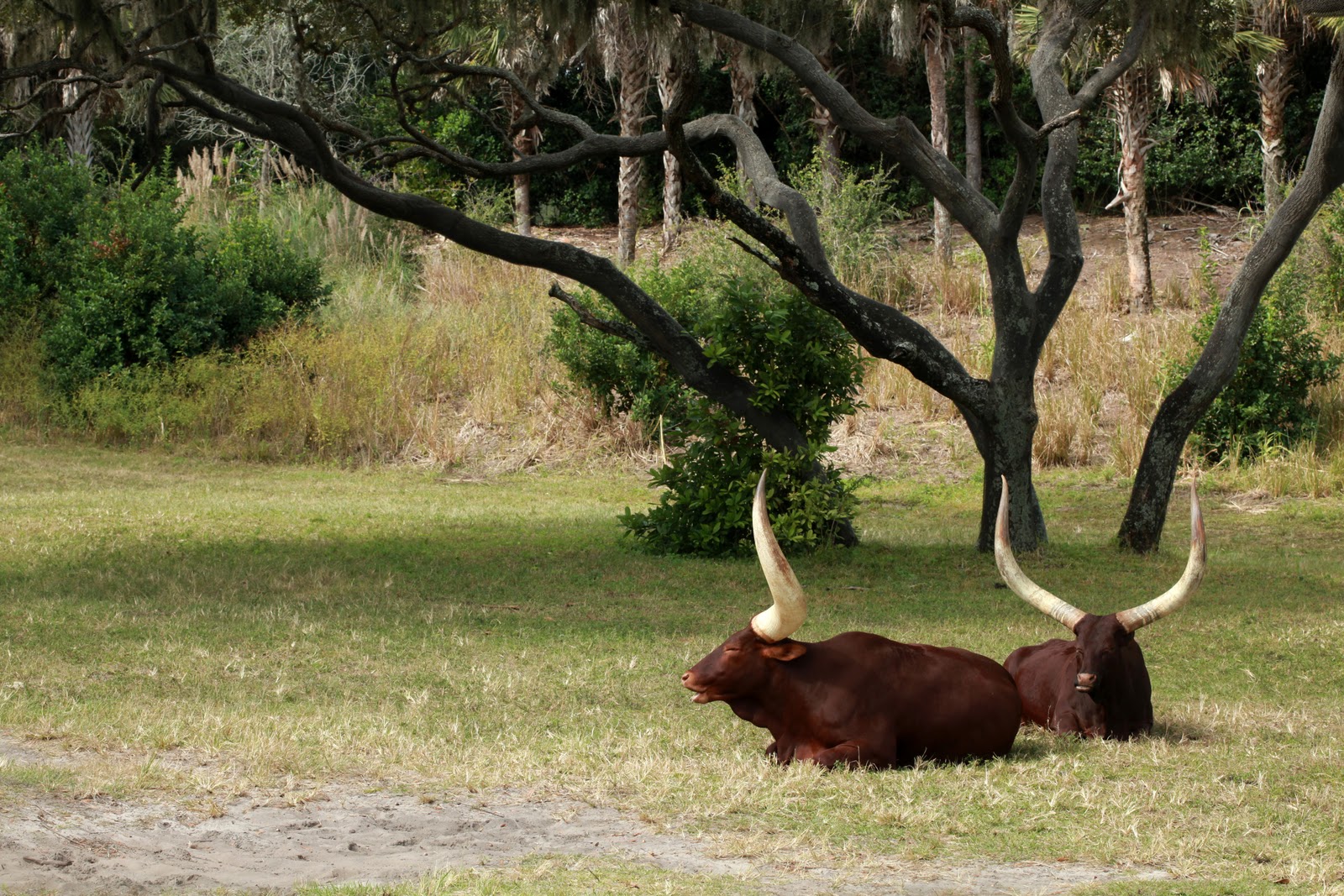 Life on the West Coast: Animal Kingdom