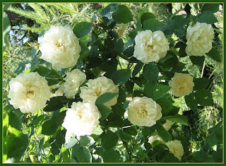 World Of Roses: Rosa Alba Maxima