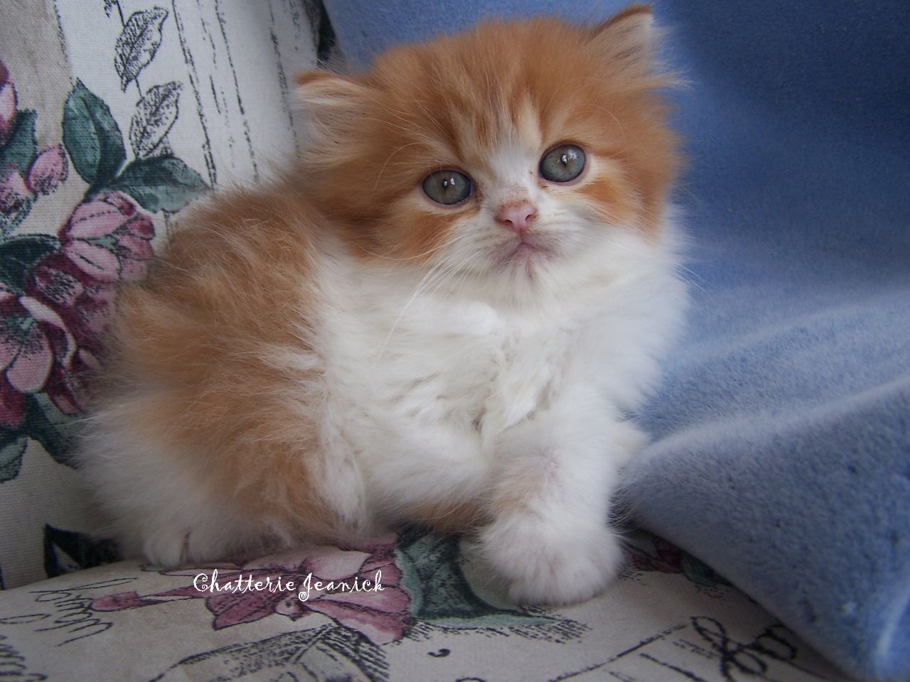 CHARLOT PERSAN BICOLORE ROUX BLANC