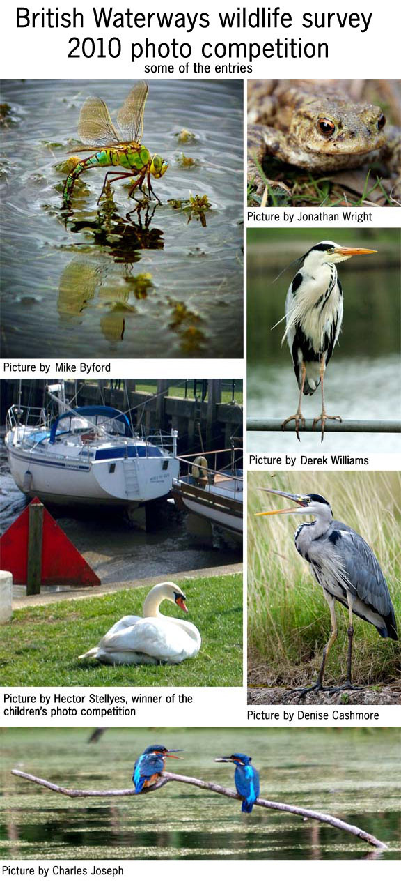 KAcanalTIMES: Wildlife is thriving on the Kennet & Avon Canal says BW ...