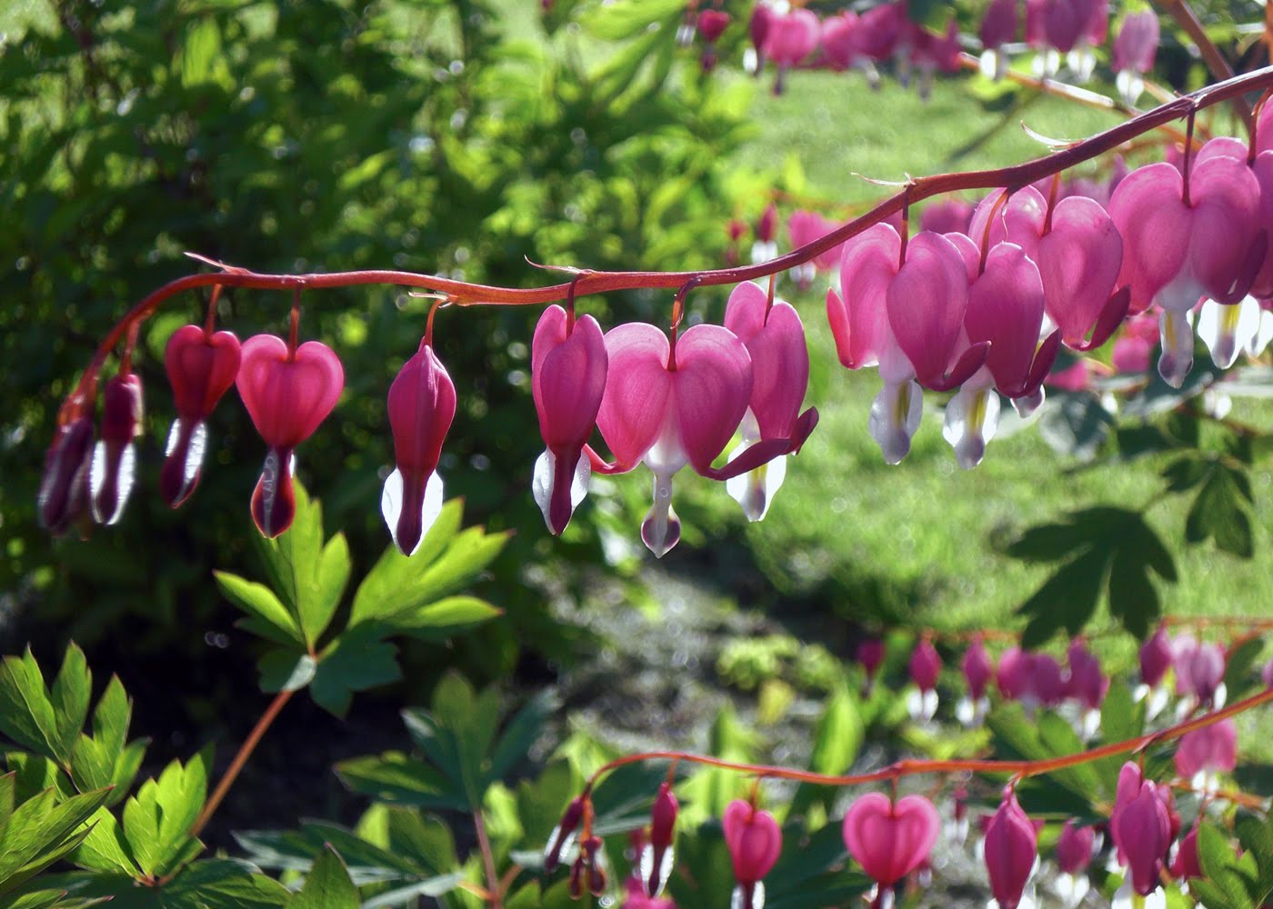 The Violet Fern: Bloom Day, May 2010