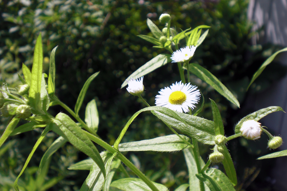 The Violet Fern: June's Featured Bee