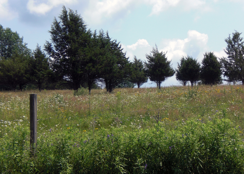 The Violet Fern: What's Blooming: Island Meadow