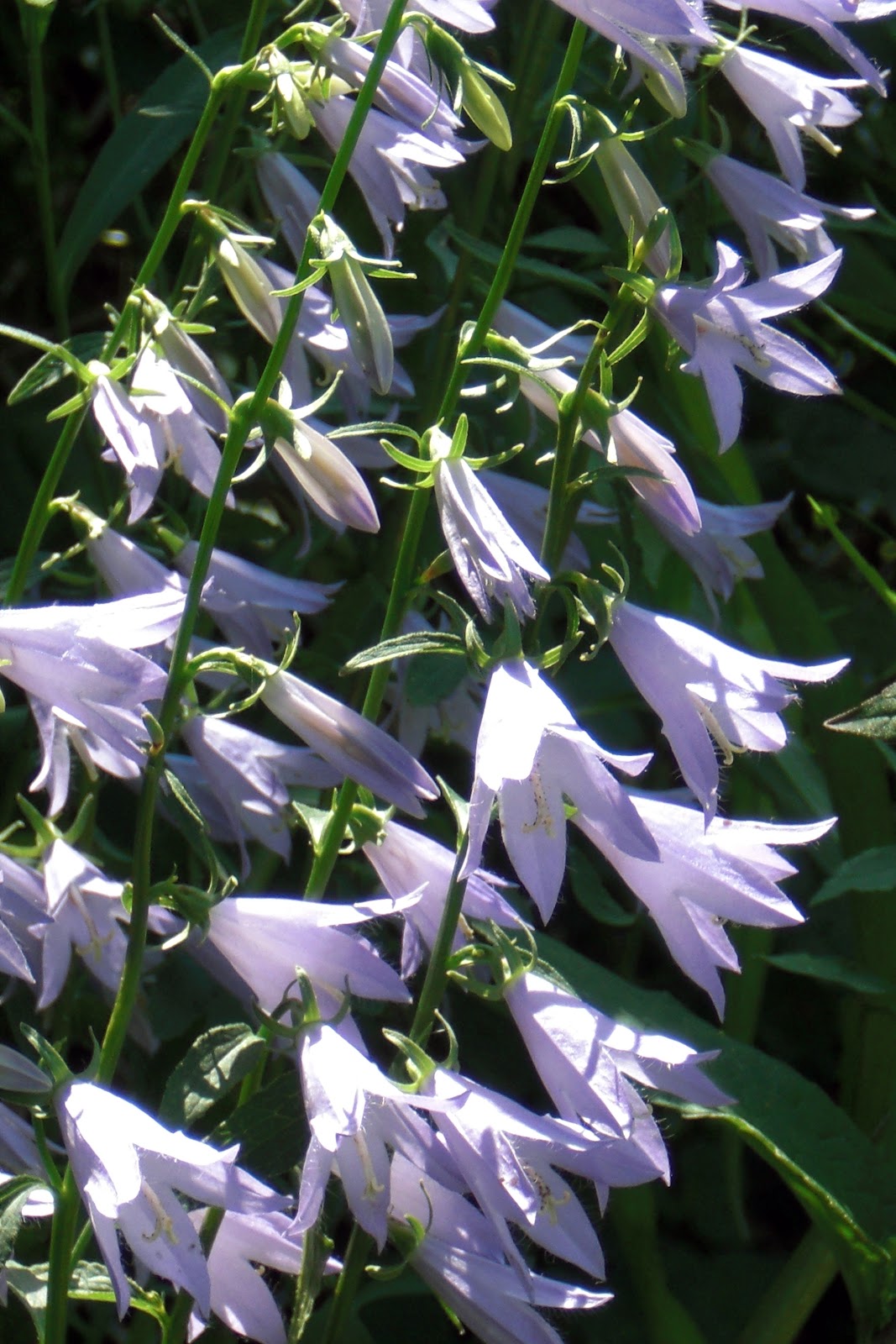 The Violet Fern: Going Native: Bellflower