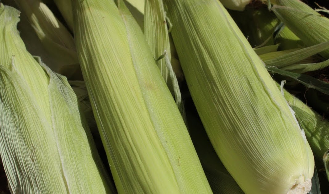 Hungry Cravings: Eating Corn on the Cob