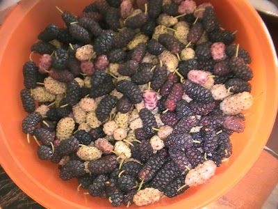 GradinaPasiuneaMea: Dulceata de dude