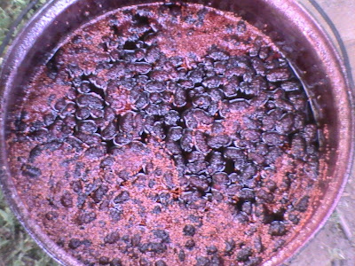 GradinaPasiuneaMea: Dulceata de dude