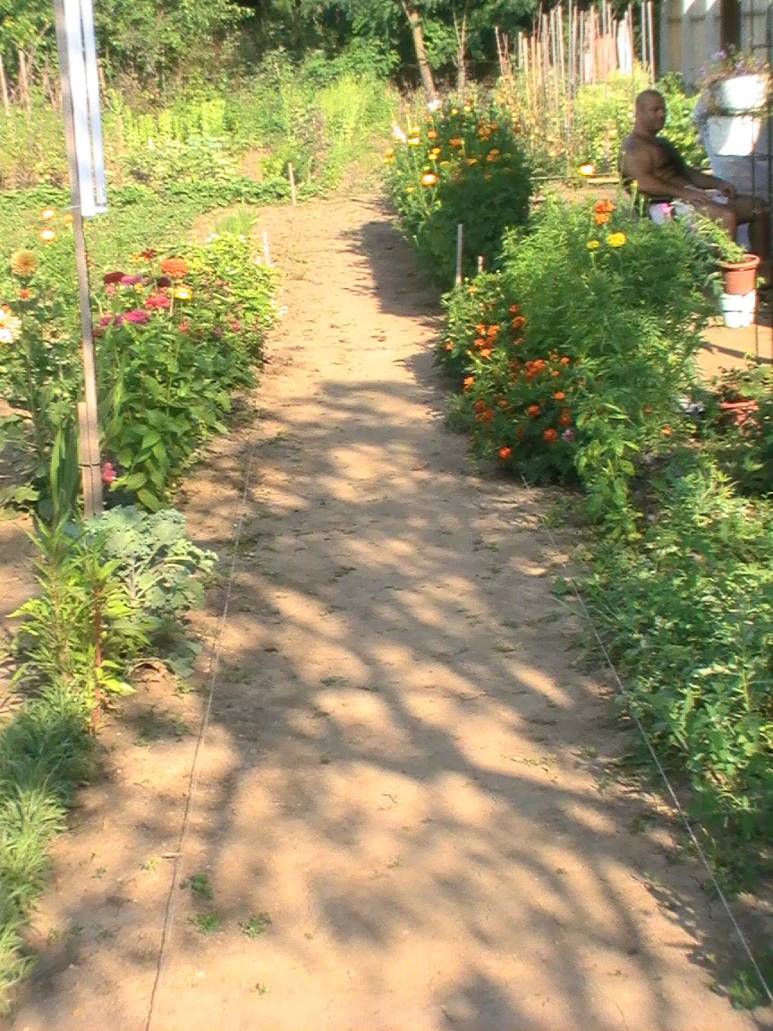 GradinaPasiuneaMea: De prin gradina