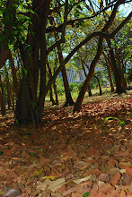 Registrando la Luz: Hector Rondón Lovera (1933-1984)