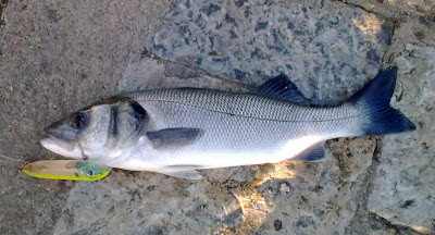 Pesca na Costa Alentejana: Algumas das Ultimas capturas do Team " Rato ...