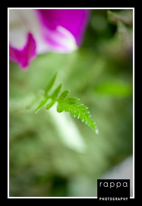Rappa Photography Blog: Jennifer & Greg - Married!